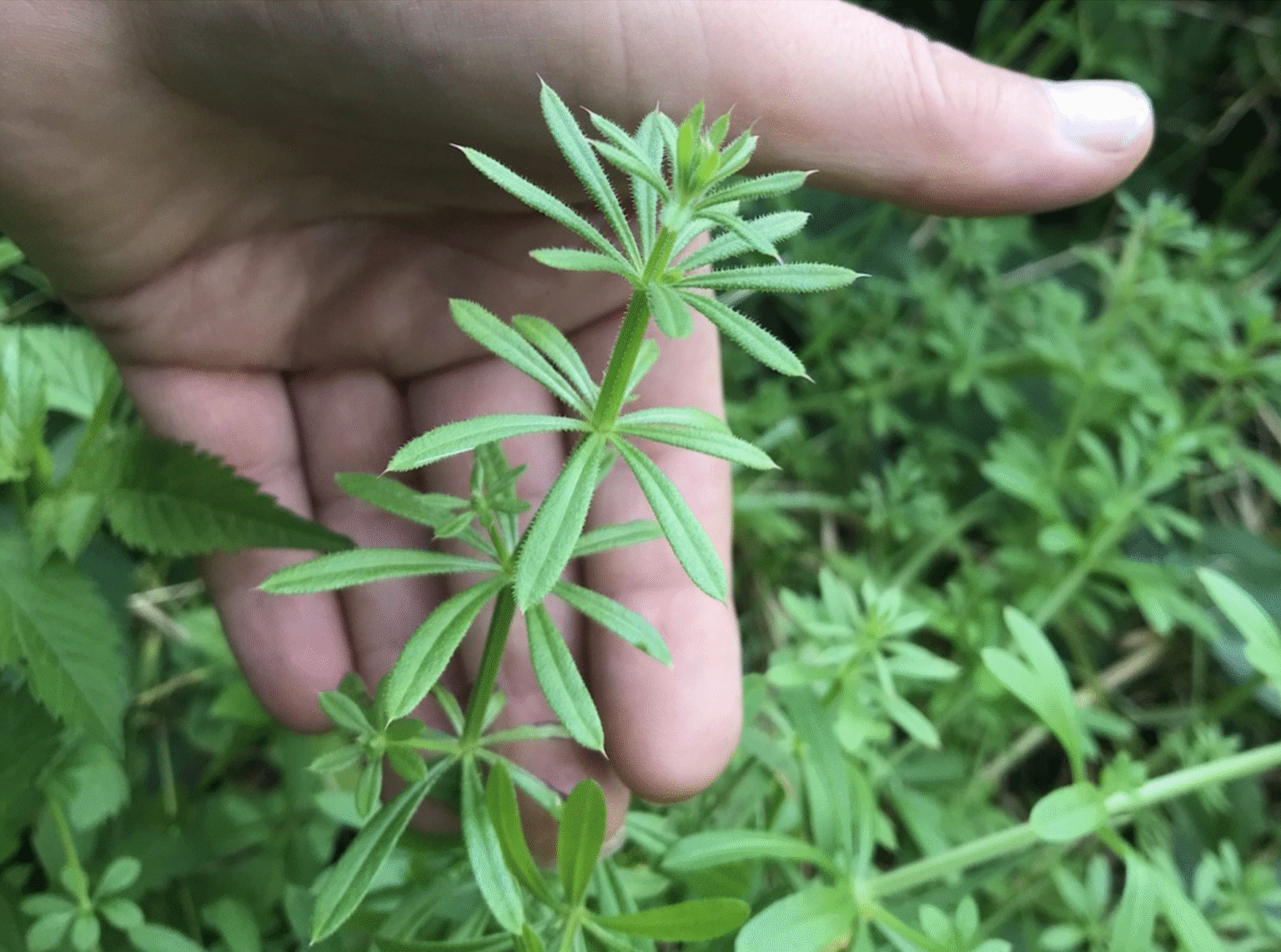 The Hidden Health Benefits of Cleavers (Sticky Willy)